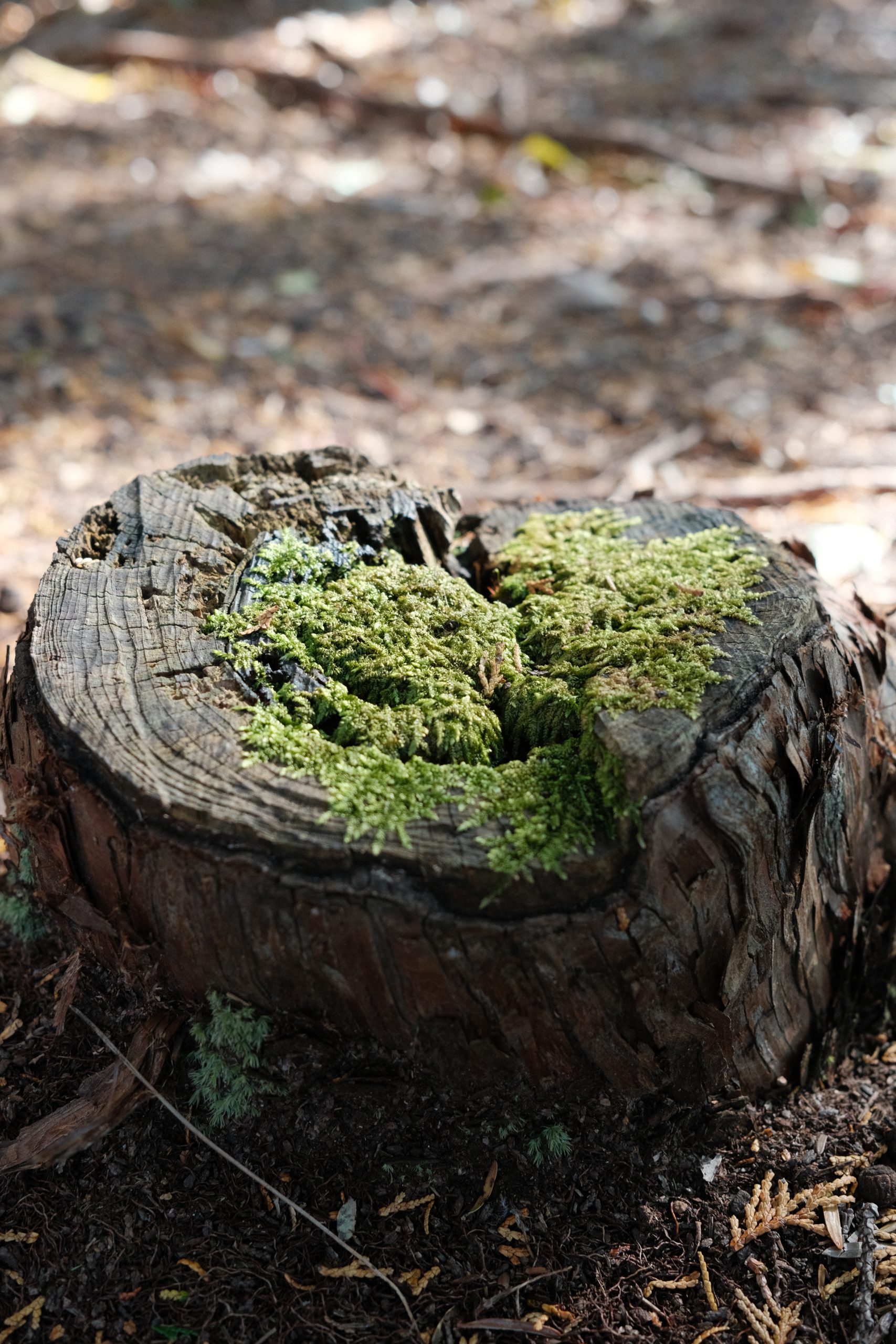 Autumn in Japan: Exploring Izu on a Self-Drive Adventure | Little Big ...