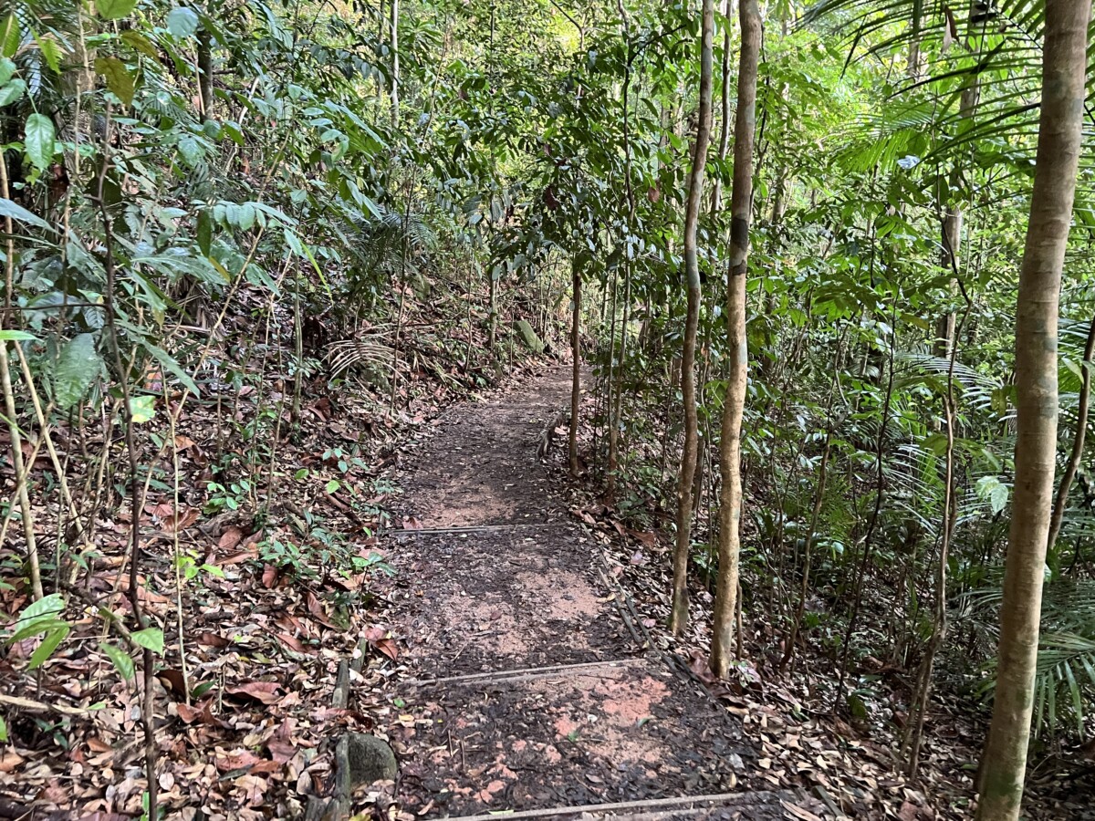 Hiking at Bukit Timah Nature Reserve. The best place to hike in Singapore.