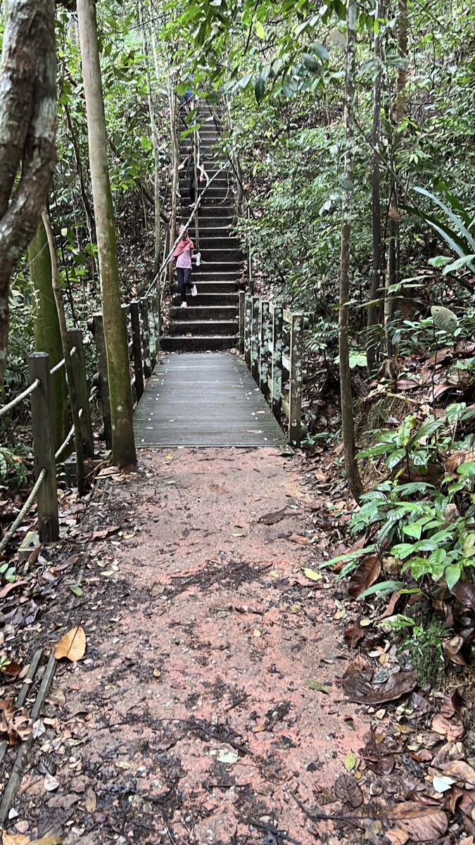 Hiking at Bukit Timah Nature Reserve. The best place to hike in Singapore.