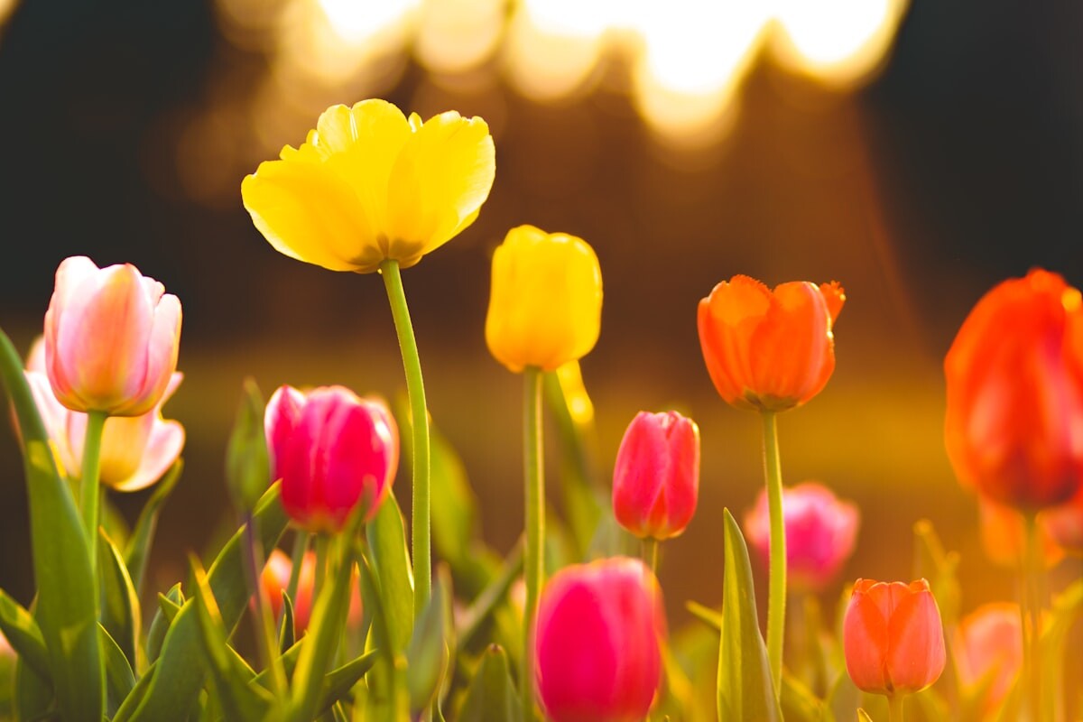 Tulipmania 2026 Gardens by the Bay: Dates & Tips